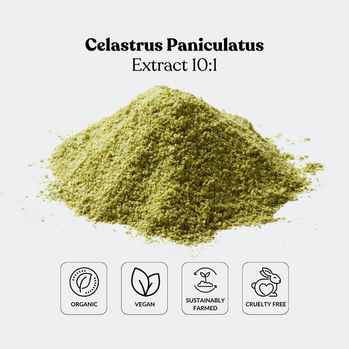Celastrus Paniculatus Extract 10:1 By TLC – Total Ingredients